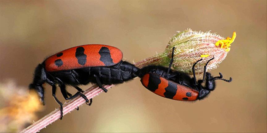 Czech nationals sentenced to pay fine