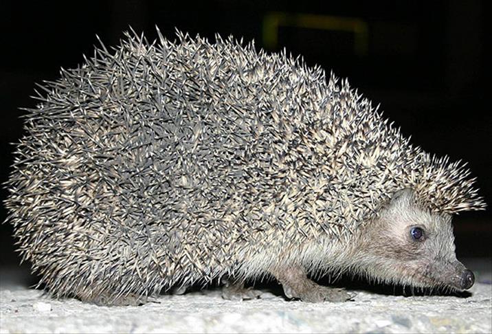 Ameliyatlarda ''kirpiler'' taklit edilecek