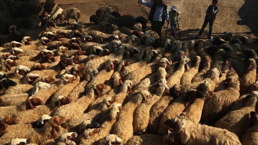 Niger: Après Tabaski, on se rue sur les peaux de mouton