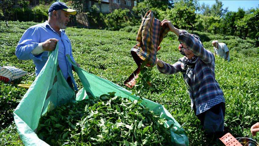 Çaji turk eksportohet në 85 vende të botës