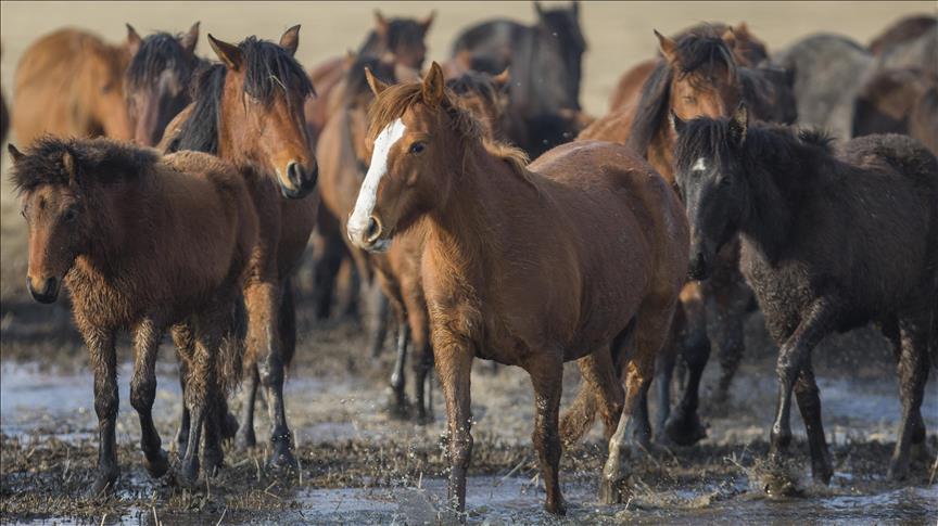 Kuajt e egër në Anadoll, atraksion për fotografët e mbarë botës