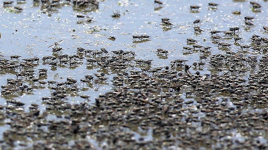 Španija: Farma muha doprinosi uzgoju životinja i biljaka