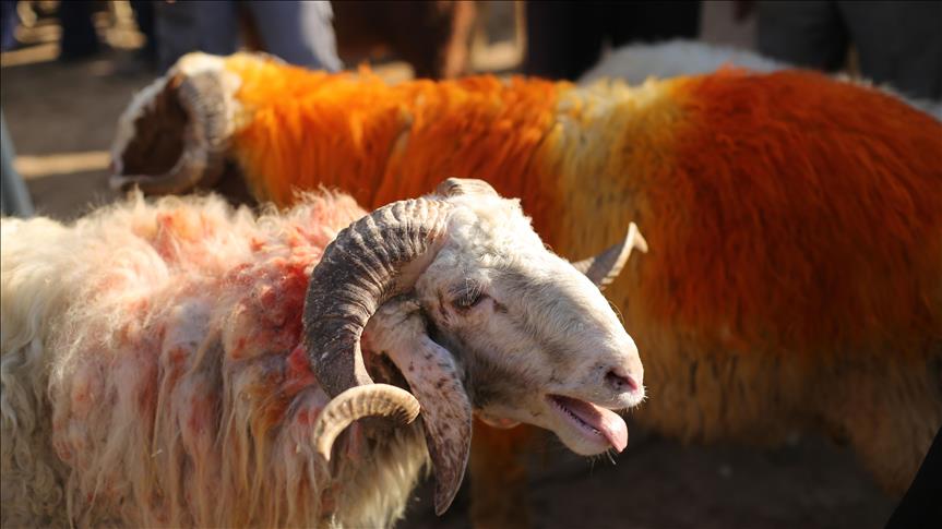 Aid al-Adha: La Fondation turque Diyanet distribue 2600 moutons au Niger