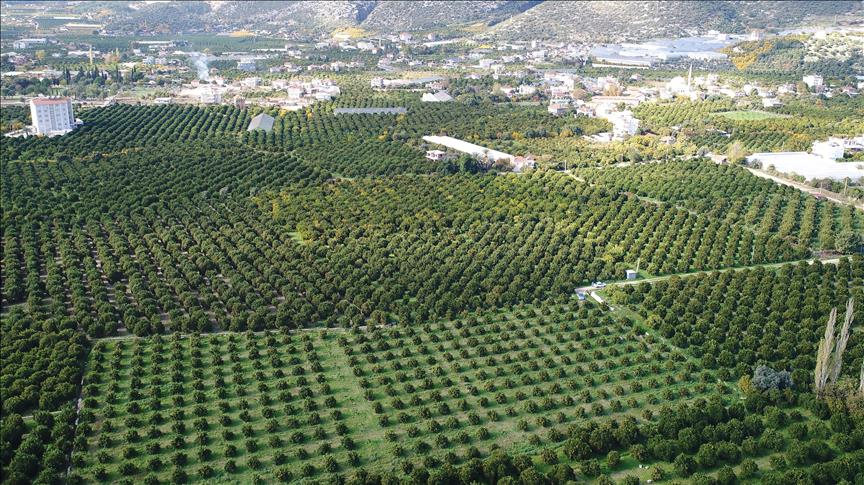 Turkey's crop production worth $37B in 2017: TurkStat