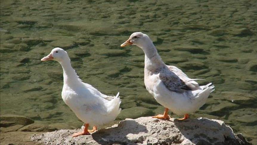 Flu burung ditemukan di peternakan Belanda