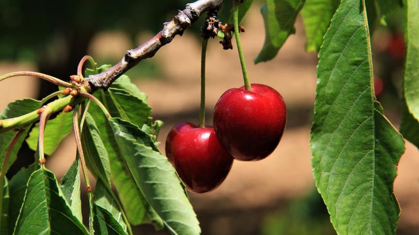 Turkey exports cherries to China
