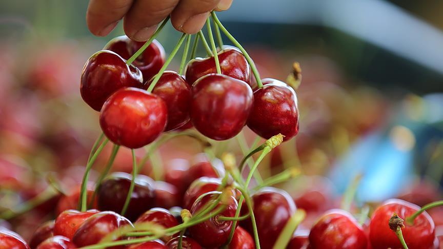 Turkey's cherry exports increase 27 pct in 2018