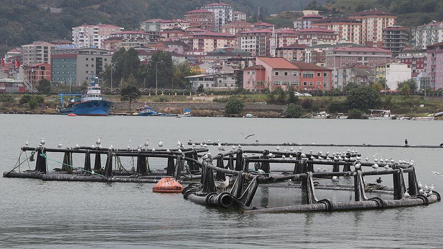 Turkey exports 177 tons of small fish to 11 countries