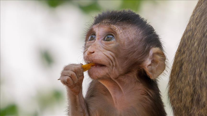 Chinese scientists produce gene-edited monkeys