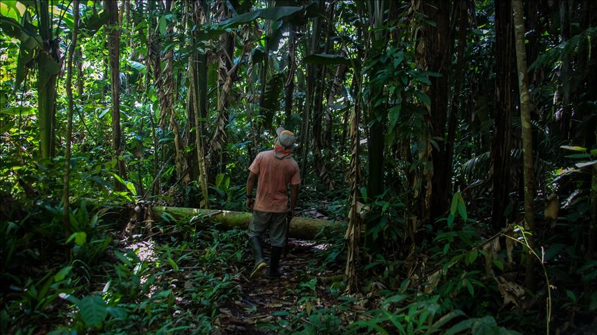 Shpyllëzimi i Amazonit rritet për 20 për qind