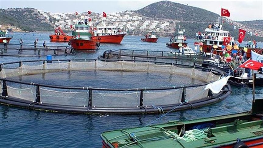 Turkey's fishery production slightly lower in 2018