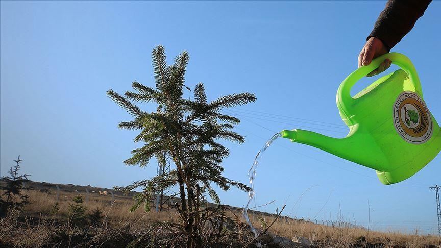 Fidan üretiminde büyük artış