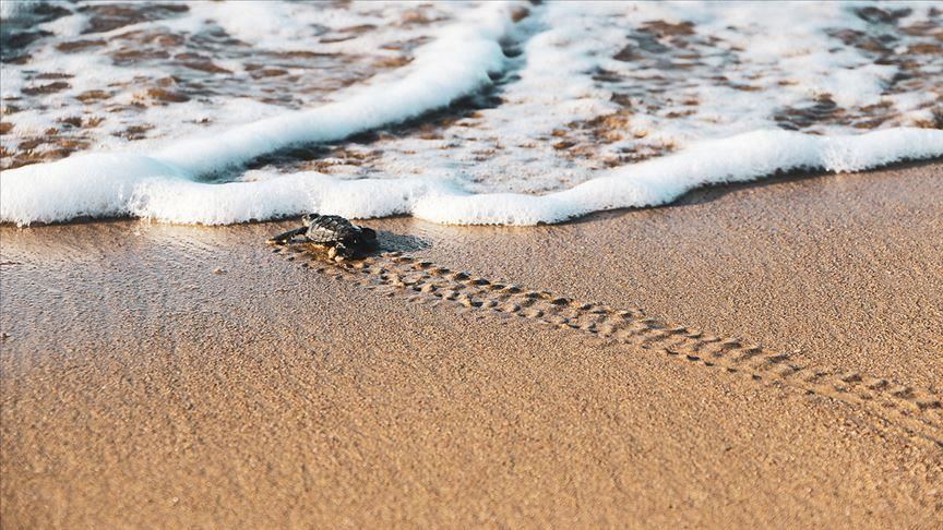 Turkey: 70,000 baby turtles make their way to sea