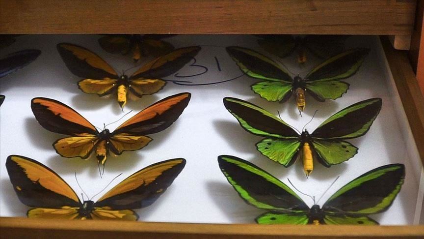 Turkish 'insects museum' collecting bugs for 82 years