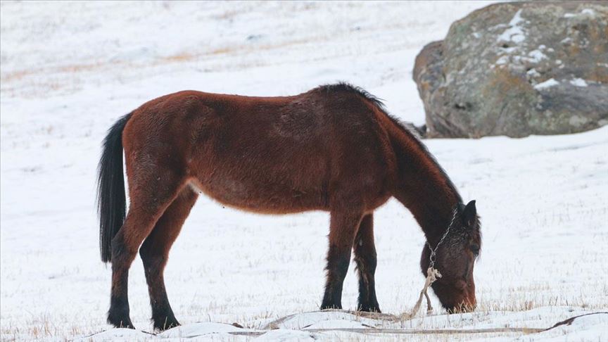 Li Rojhilatê Anadoluyê hewa pir sar e