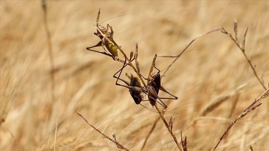 Locusts invade Uganda, putting crops at risk
