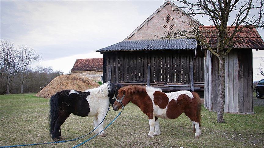 Poniji Bore Klincova atrakcija u gradiškom selu Elezagići