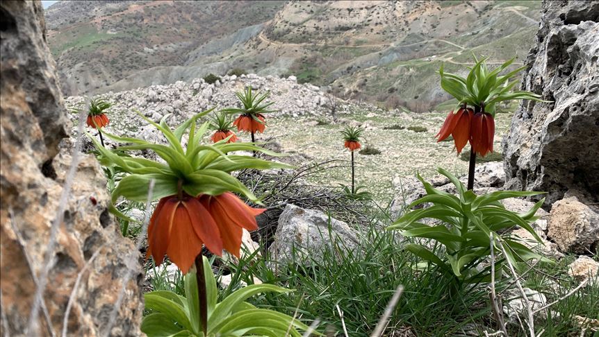 Li Adiyemanê bi hatina biharê ra guldexwînan vekir