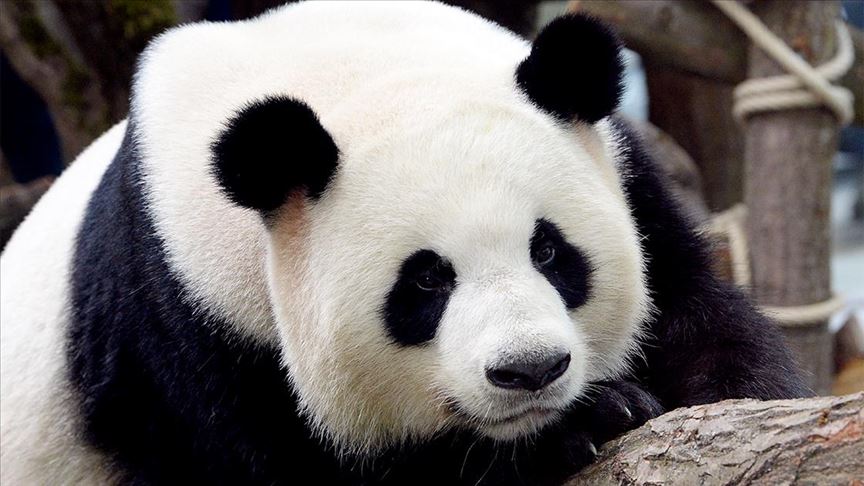 Prvi slučaj u Južnoj Koreji: Džinovska panda donijela mladunče na svijet