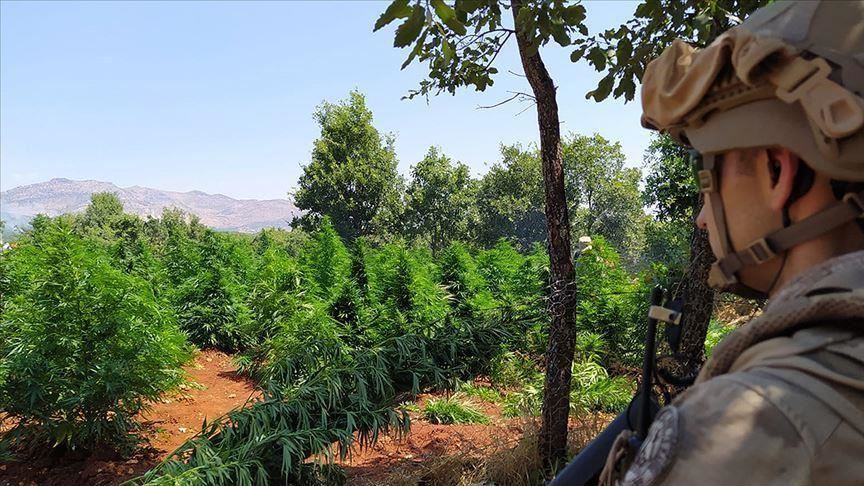 Turkey: More than 1.5M cannabis roots seized