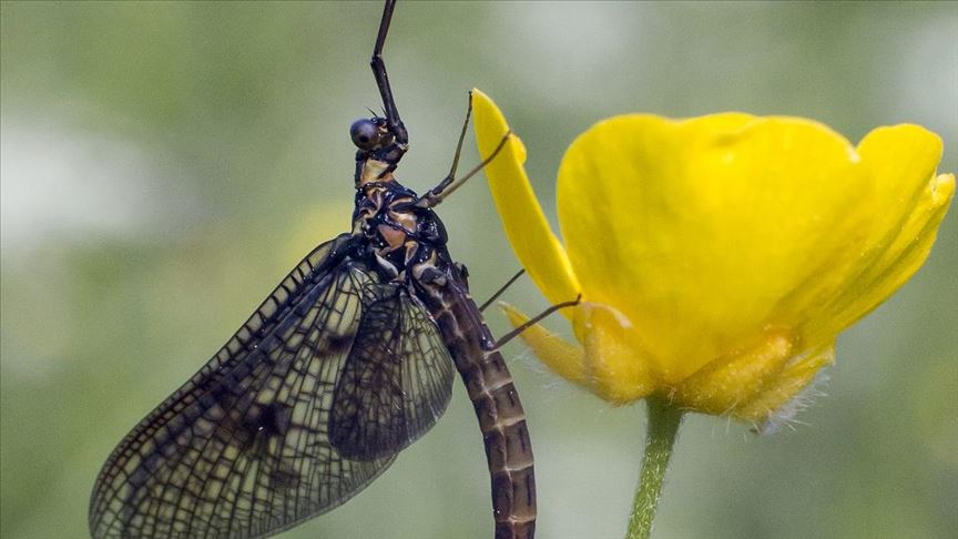 Turkey: Species called butterfly detected as mayfly