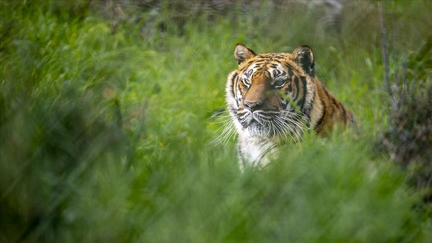 Zoo gears up for tourism season in southern Turkey