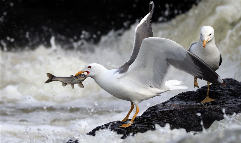Turska: Izazovno putovanje riba u vodama jezera Van