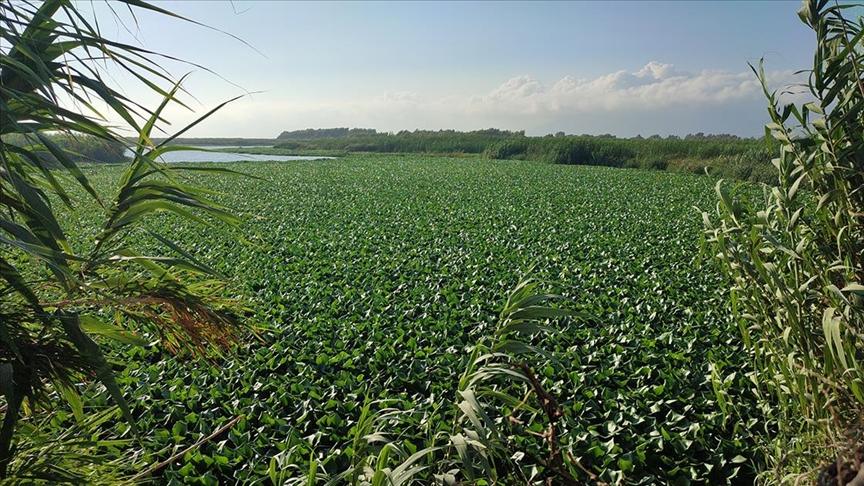 Hatay'da Asi Nehri'nin bir kısmını su sümbülleri kapladı