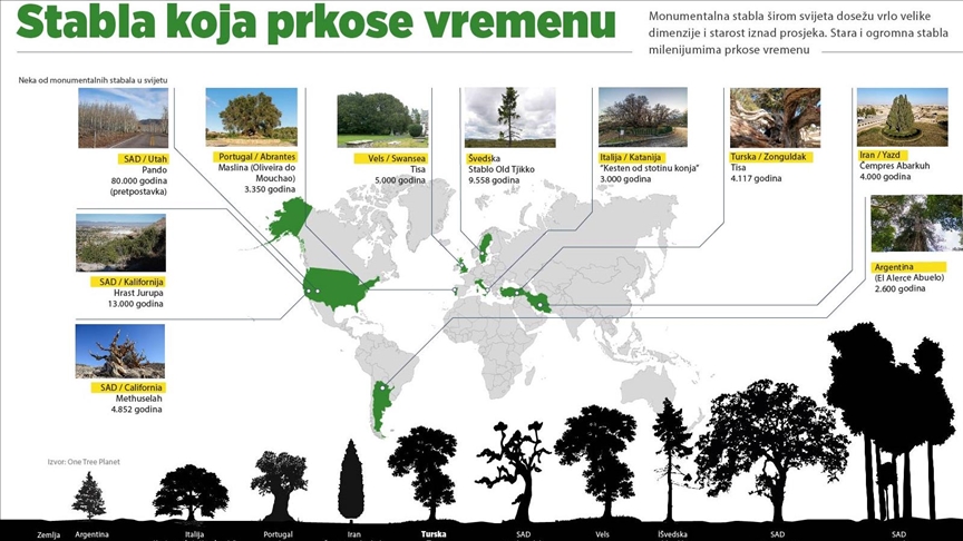 INFOGRAFIKA - Stabla koja prkose vremenu