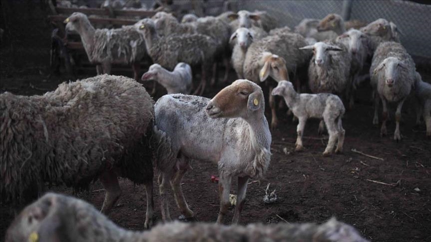 Turkiye's animal production up 4.5% in 2021