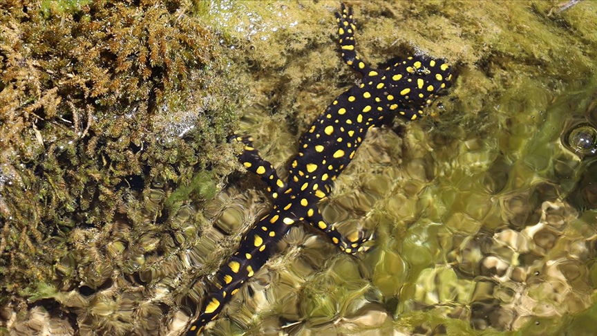 Batman'da nesli tehdit altında olan benekli semender görüldü