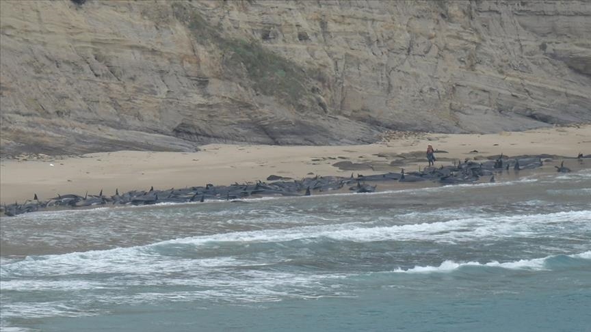 Na novozelandskom otoku Pitt smrtno stradalo 240 pilotskih kitova