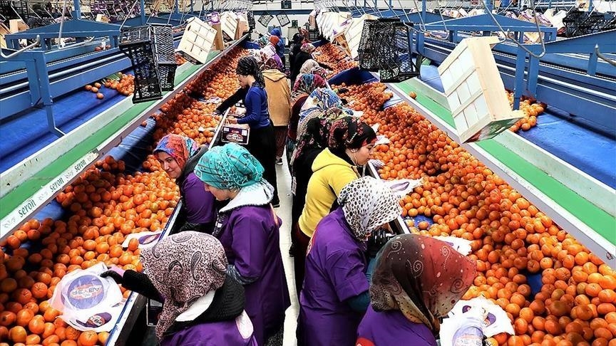 Turquie : 904 millions de dollars d'exportations d'agrumes en 2022