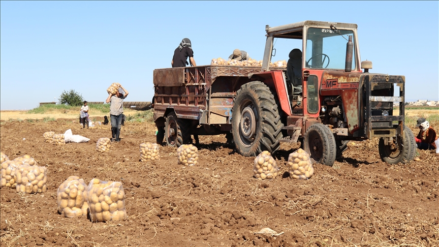 Bumper potato harvest brings joy to farmers in northern Syria