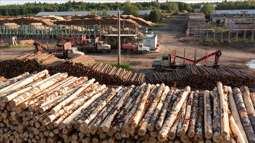 Russian timber holding company implements principles of intensive model ...