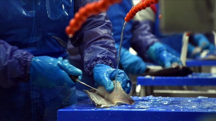 Russia prohibits imports of ready-made fish, seafood from ‘unfriendly ...