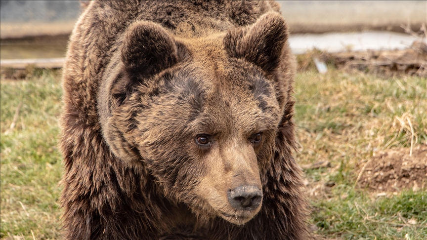 Kanada: Par smrtno stradao u napadu medvjeda