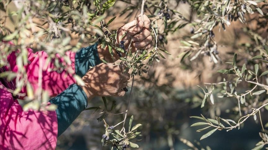 Tunisie : Les pluies de décembre ravivent l'espoir des agriculteurs ...