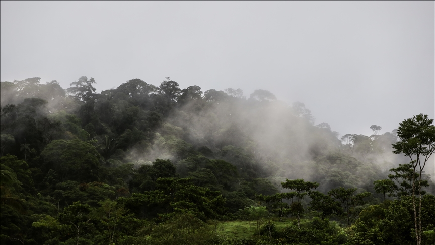 Fire outbreaks in Brazil's Pantanal surge by 974% in 2024