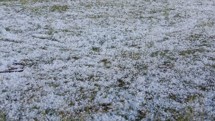 Li Agiriyê zîpikê zirar da zeviyên çandiniyê