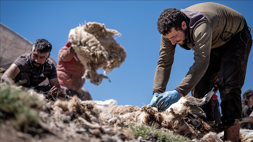 Koçerên zozanê Erziromê dor bi dor pezê hev dibirin