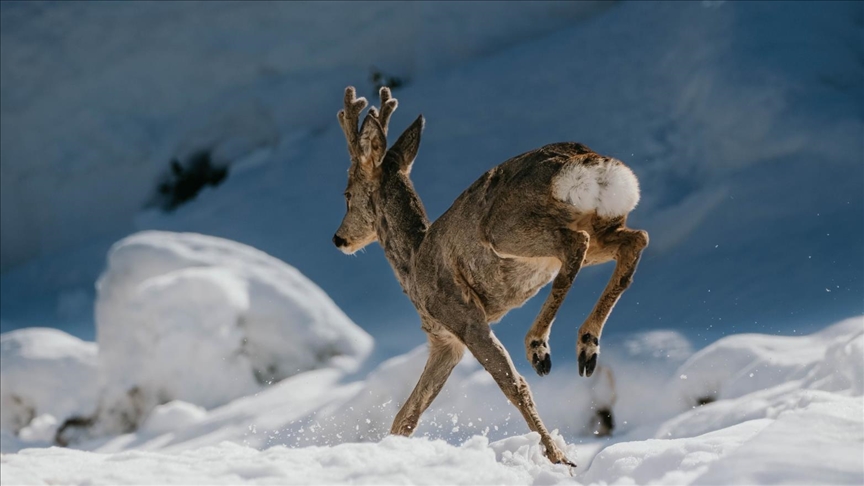 Türkiye, peshkatarët shpëtuan një kaproll në ujërat e Detit të Zi