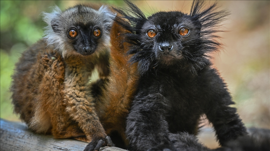 Lemuri , simbol Madagaskara