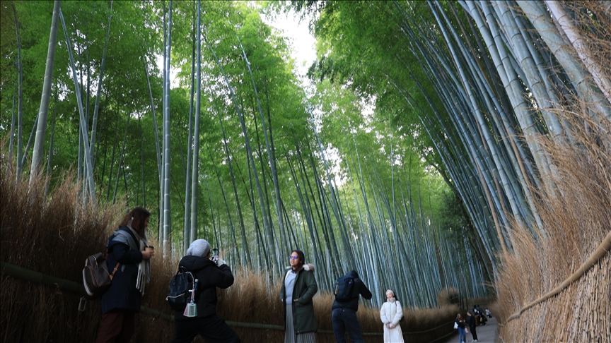 Pylli i bambuve në Japoni, atraksion i veçantë për vizitorët