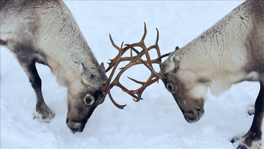 Kopeja e drerëve të Arktikut mban gjallë kulturën "Sami" në qytetin ...