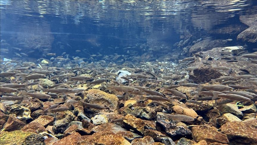 Në "akuariumin natyror" në rrëzë të malit vullkanik jetojnë lloje të ...