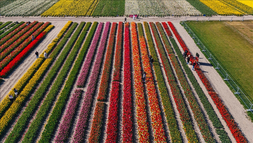 Keukenhof, një nga kopshtet më të mëdha të tulipanëve në botë filmohet ...