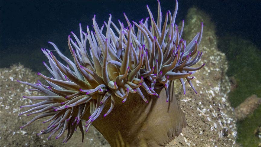 Koralet e forta dhe të buta, pasuri e fshehur e Detit Marmara