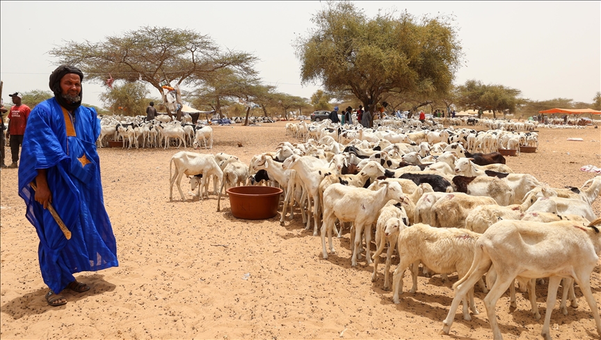 Senegal, imazhe unike teksa afrohet Kurban Bajrami