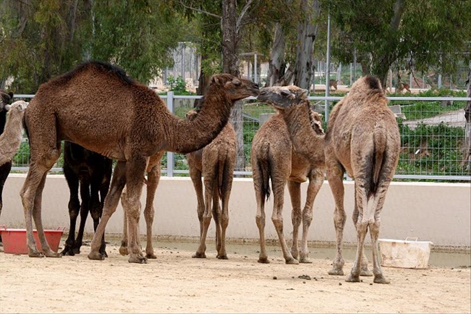 Trablus hayvanat bahçesi - Anadolu Ajansı